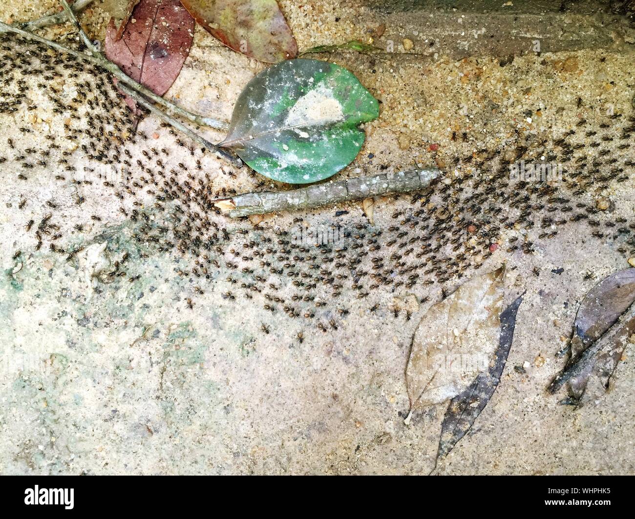 Insects on ground hi-res stock photography and images - Alamy