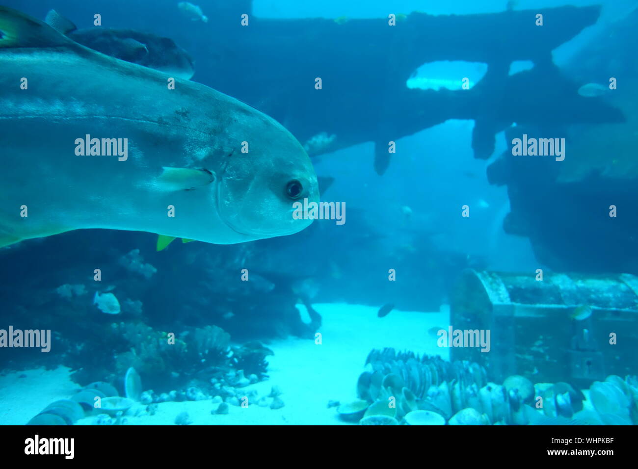 Shipwreck underwater fish hi-res stock photography and images - Alamy