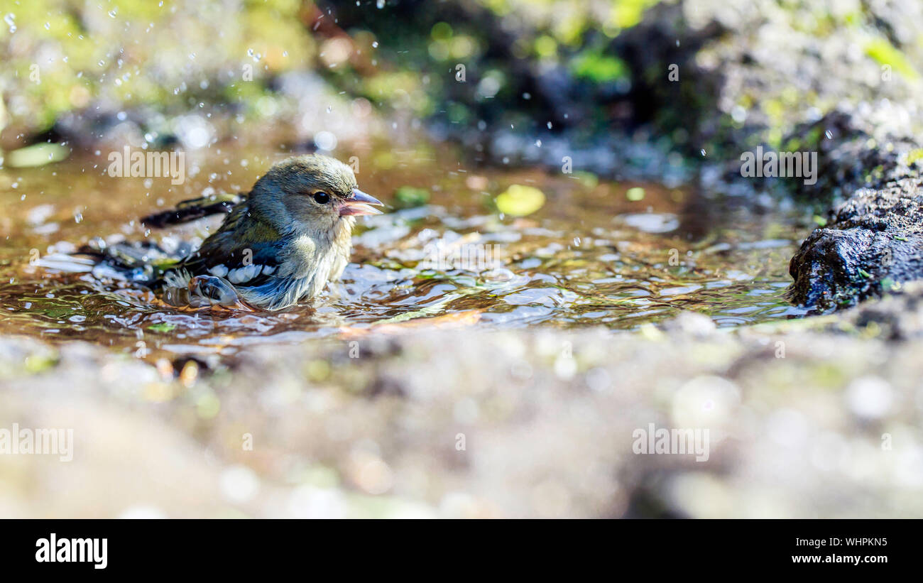 Bird Splashing Water High Resolution Stock Photography and Images - Alamy