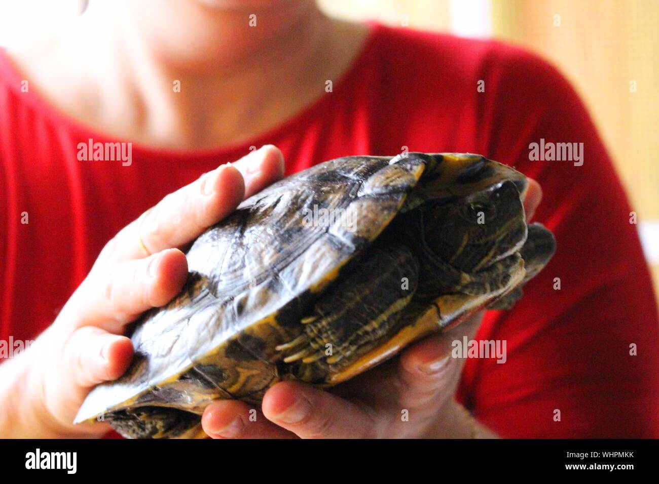 Person Holding Turtle High Resolution Stock Photography and Images - Alamy