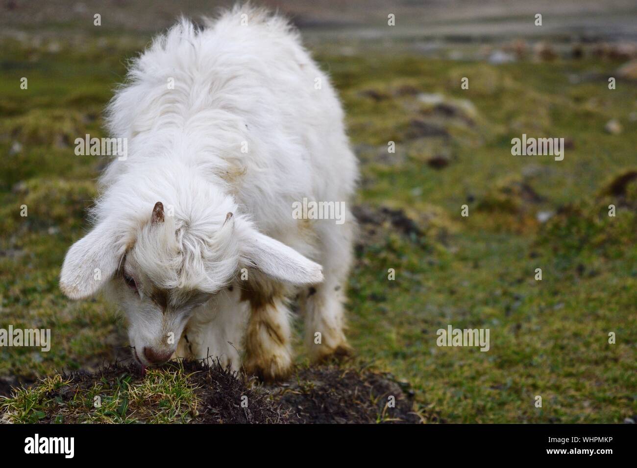 Pashmina Goat High Resolution Stock Photography and Images - Alamy