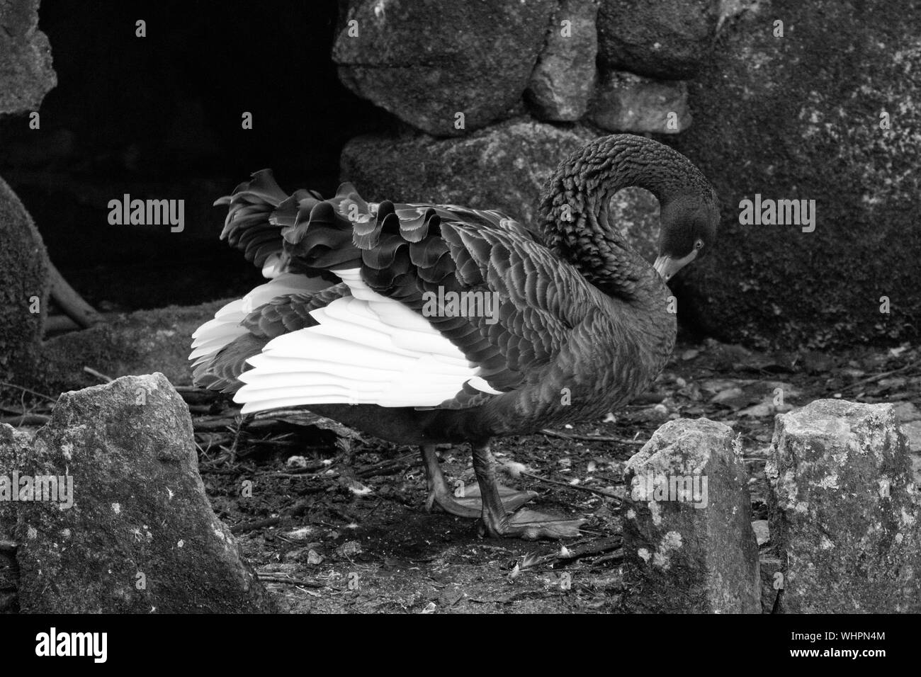 Formation of swan hi-res stock photography and images - Alamy