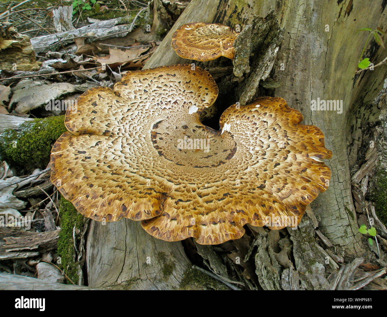 Bracket fungus tree hi-res stock photography and images - Alamy
