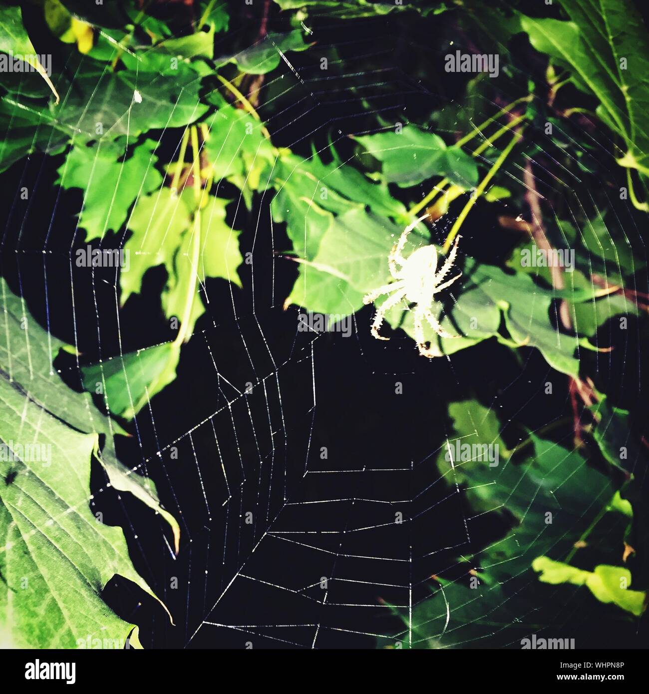 White Spider Web High Resolution Stock Photography and Images - Alamy