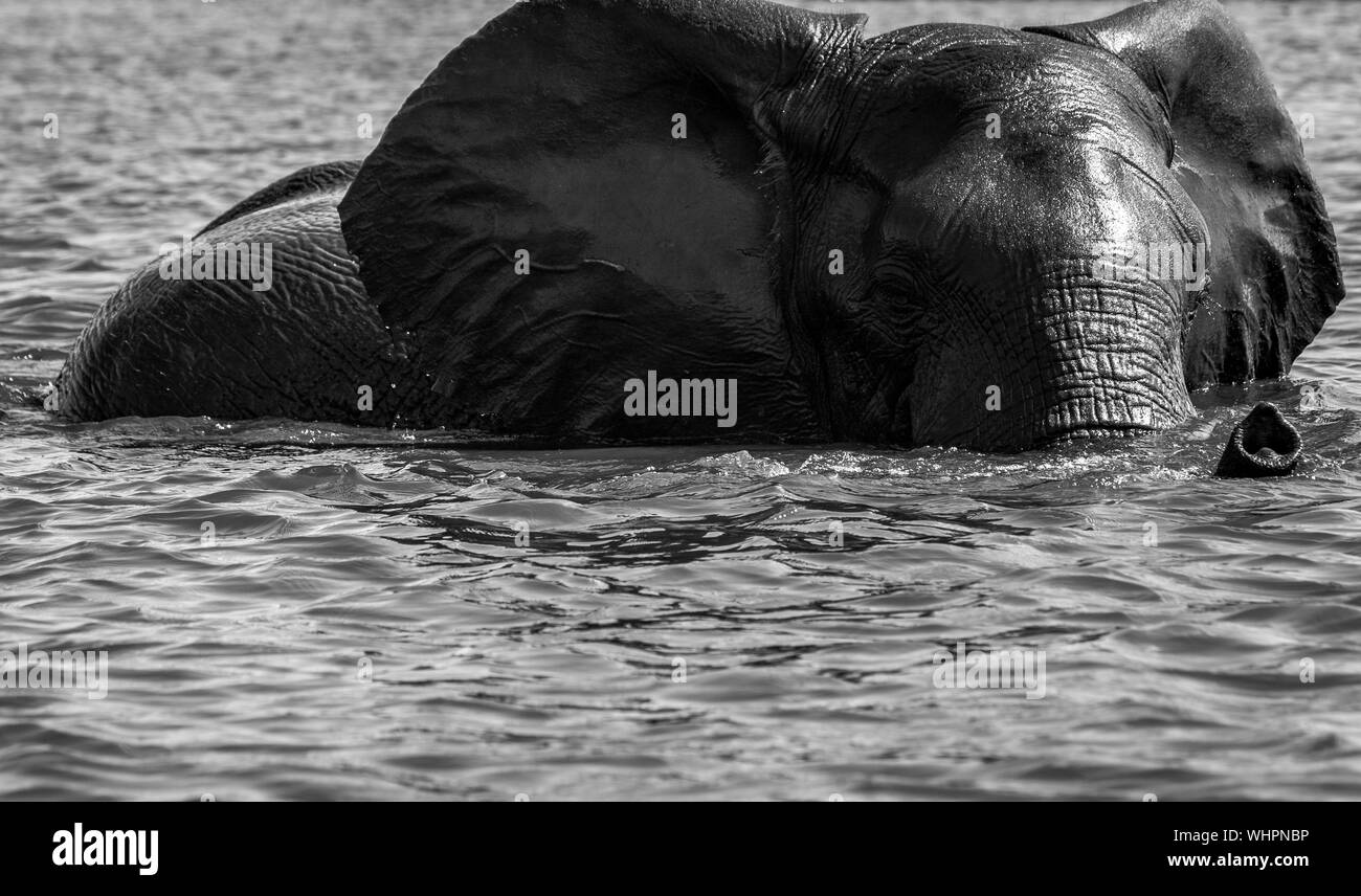 Swimming with an elephant hi-res stock photography and images - Alamy