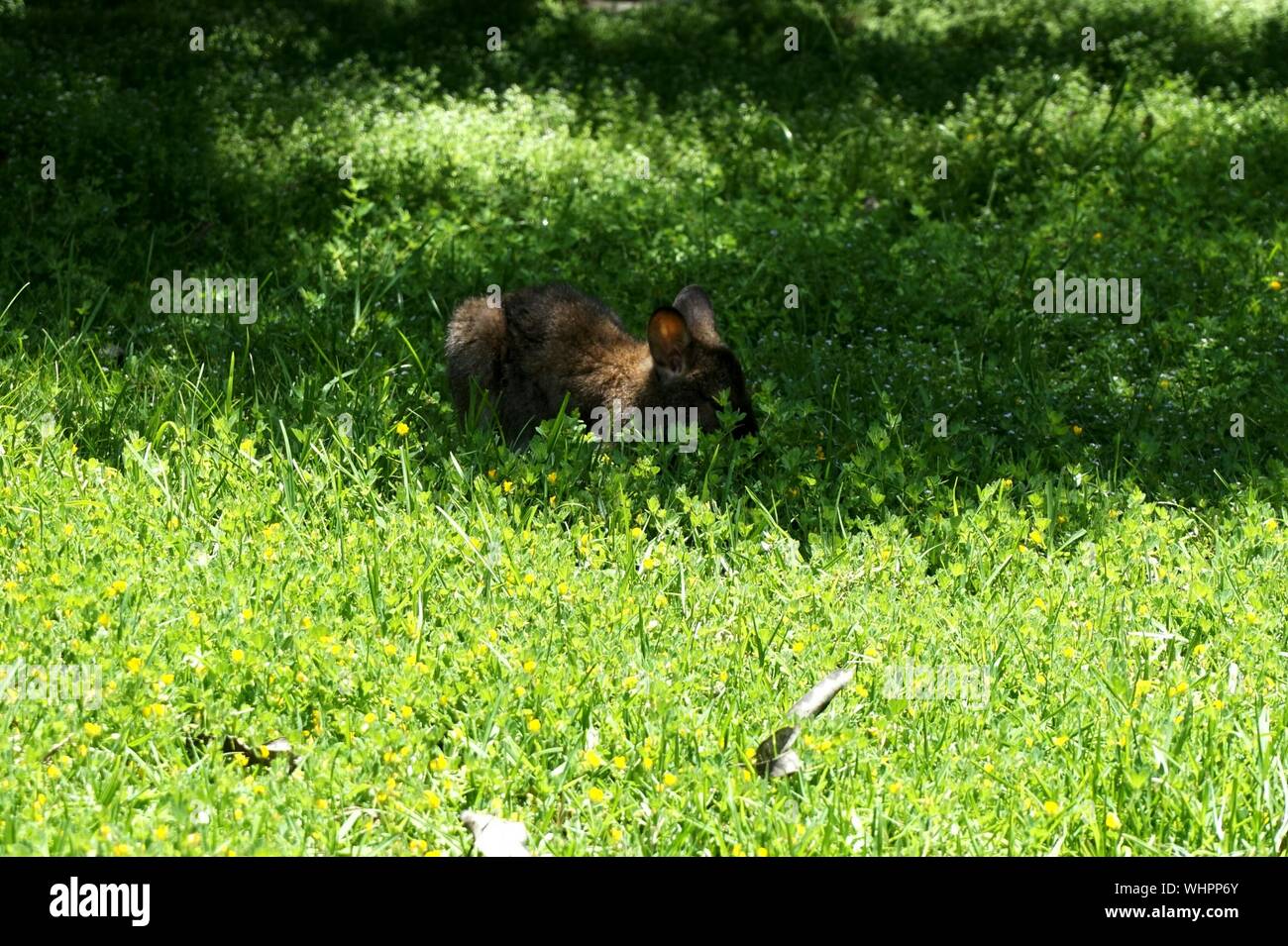 Rabbit shadow hi-res stock photography and images - Alamy