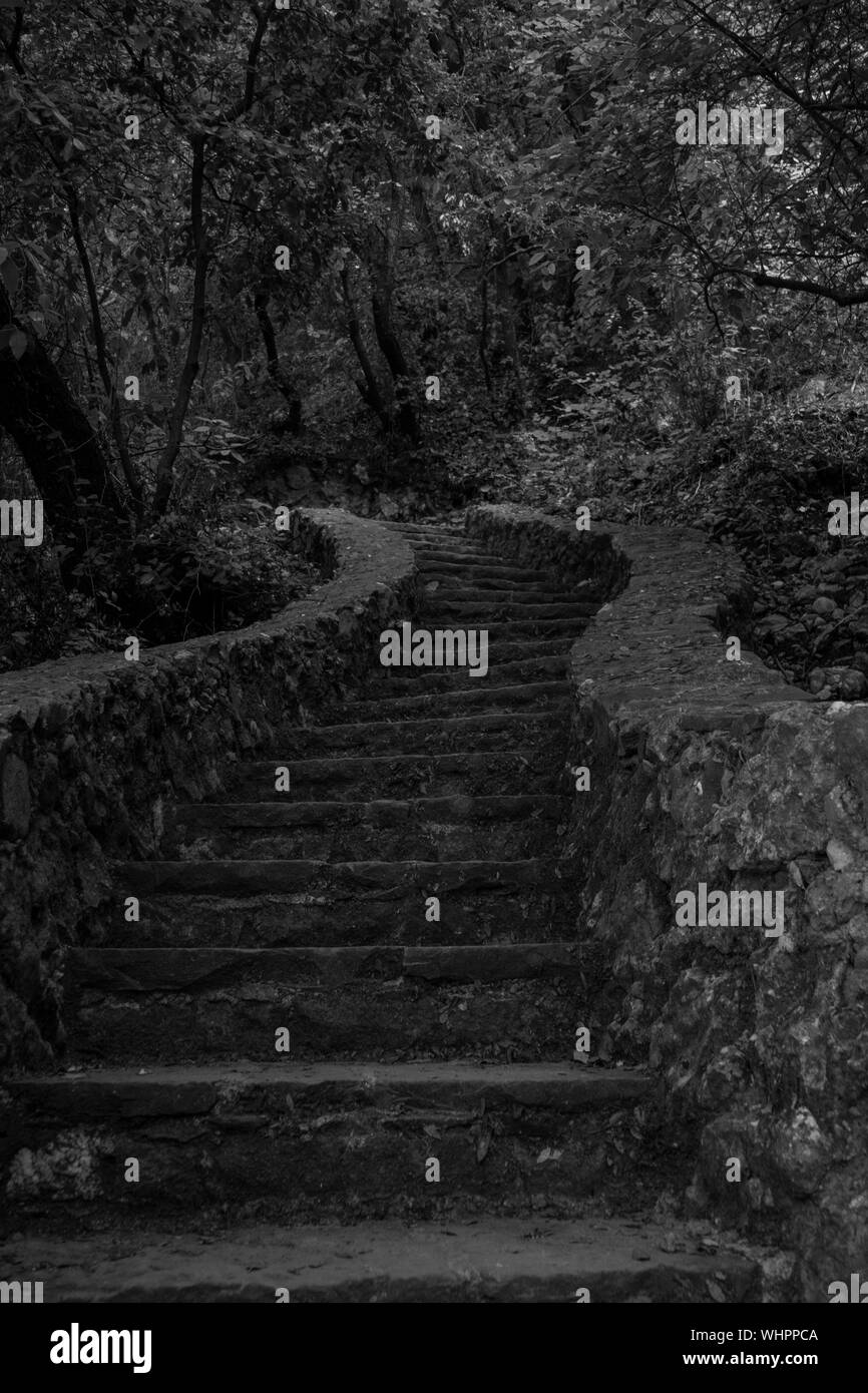 Woodland steps Black and White Stock Photos & Images - Alamy
