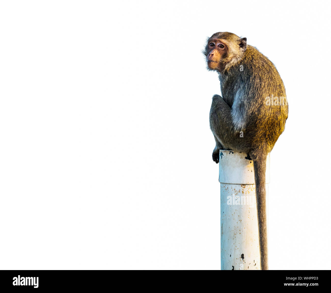 Monkey On Pole High Resolution Stock Photography and Images - Alamy