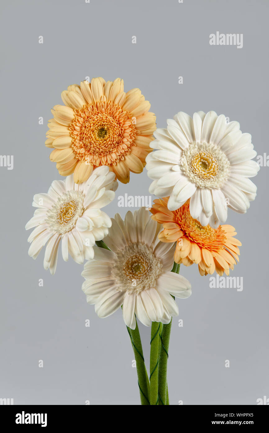 Bouquet with flowers on a studio background Stock Photo - Alamy