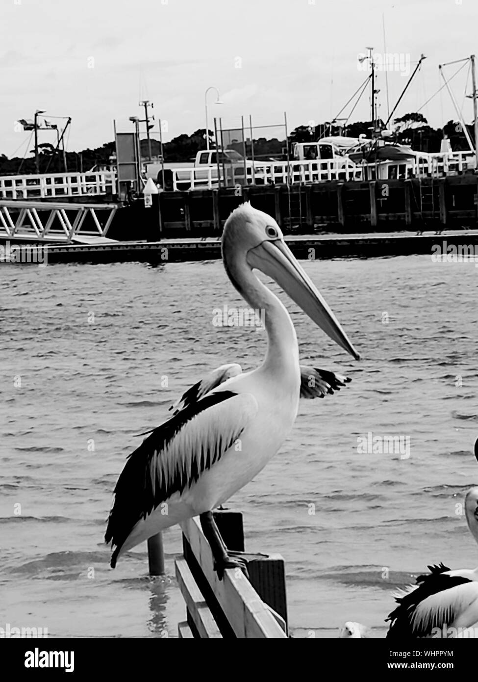 Pelican sitting hi-res stock photography and images - Alamy