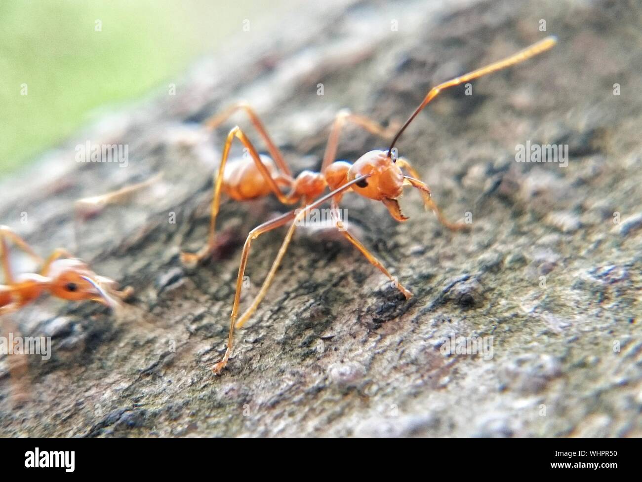 Red ants hi-res stock photography and images - Alamy