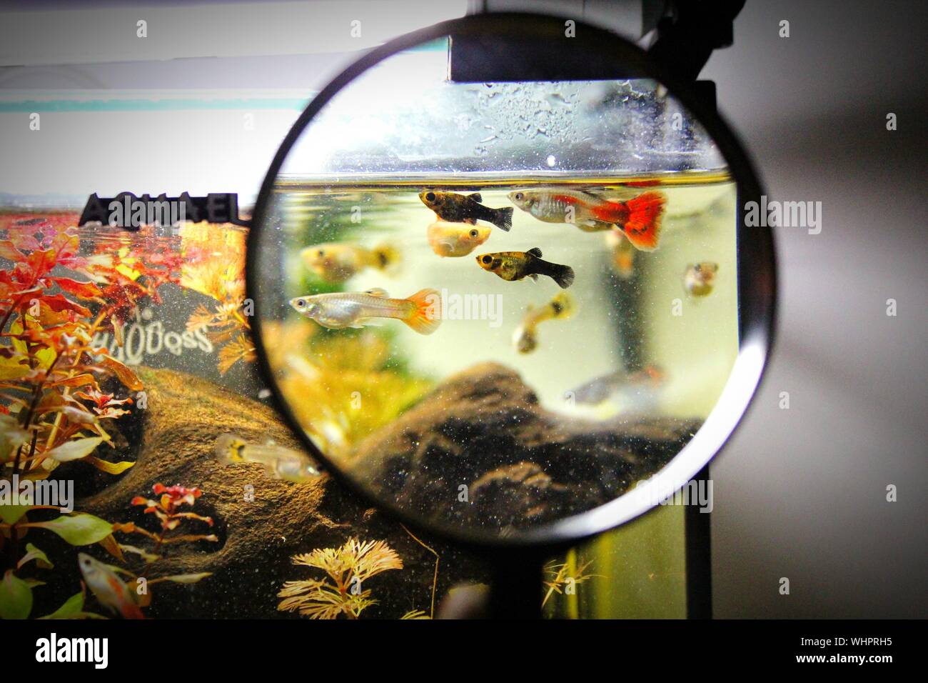 Water and magnifying glass hi-res stock photography and images - Alamy
