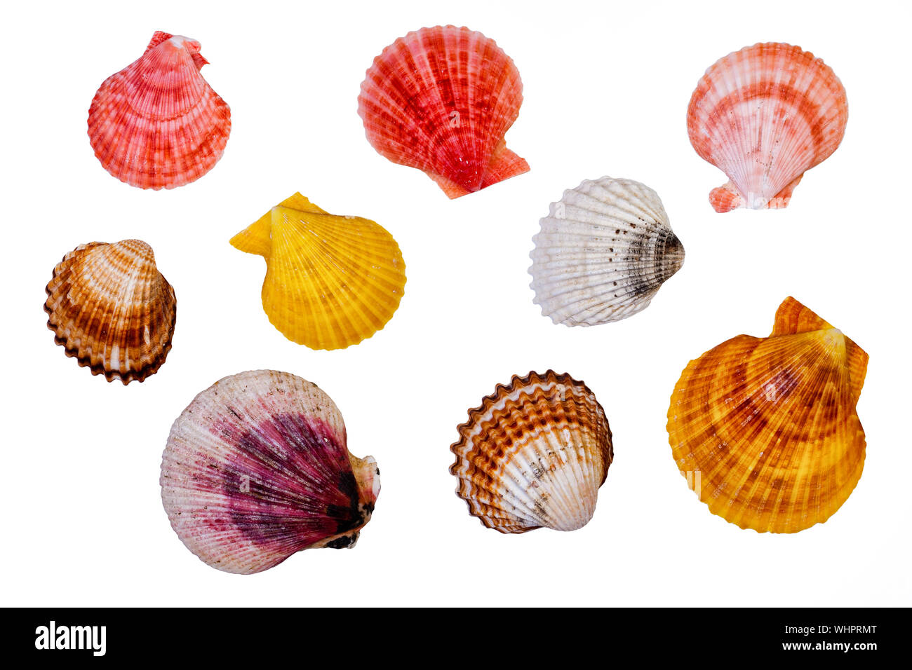 Clam shell image Cut Out Stock Images & Pictures - Alamy