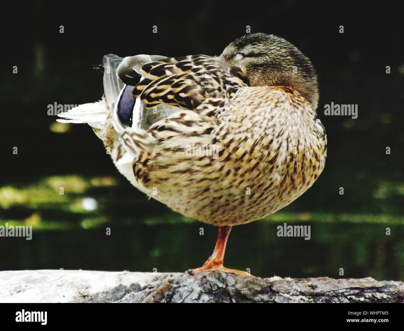 Mallard close hi-res stock photography and images - Alamy