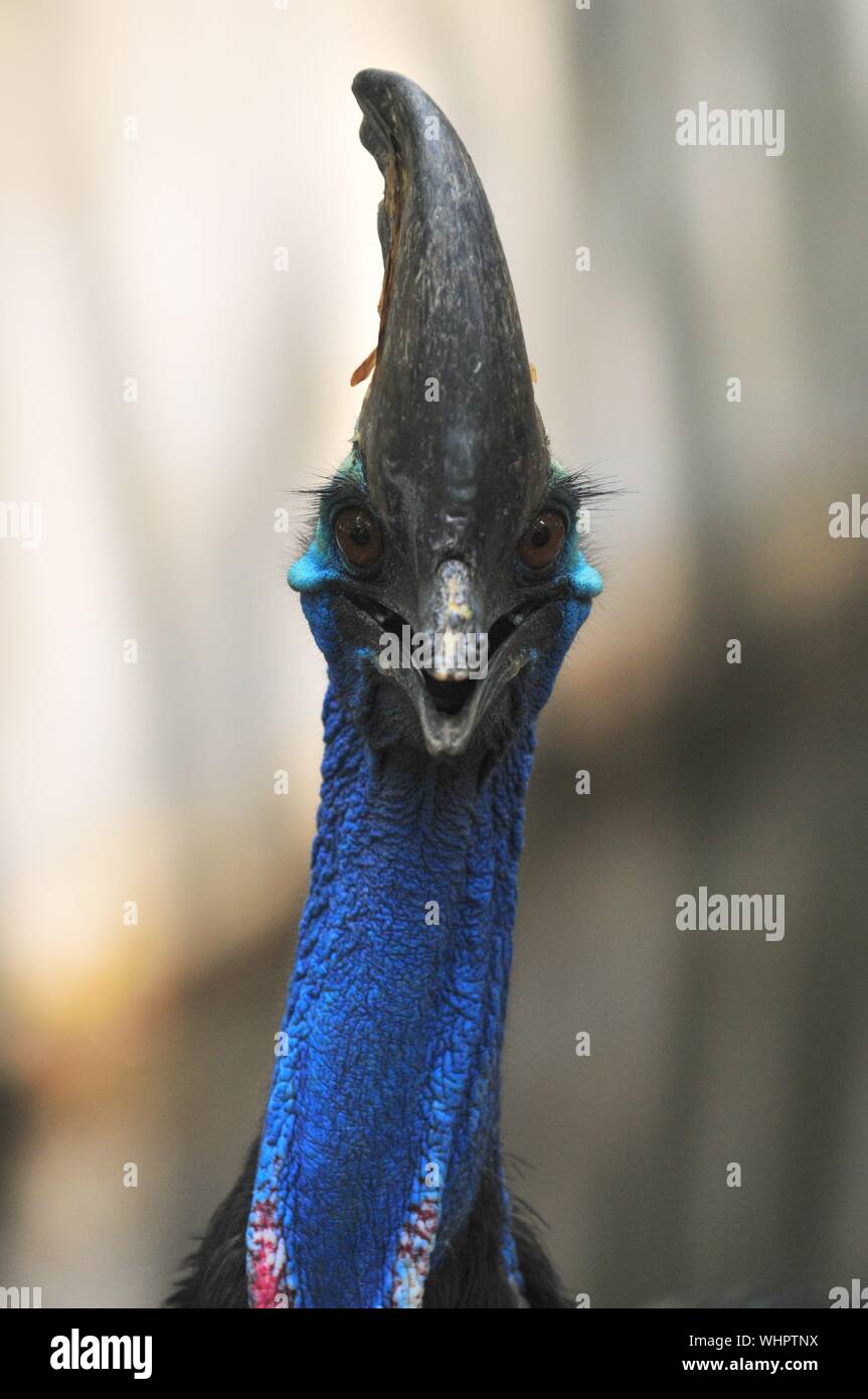 Cassowary crest hi-res stock photography and images - Alamy