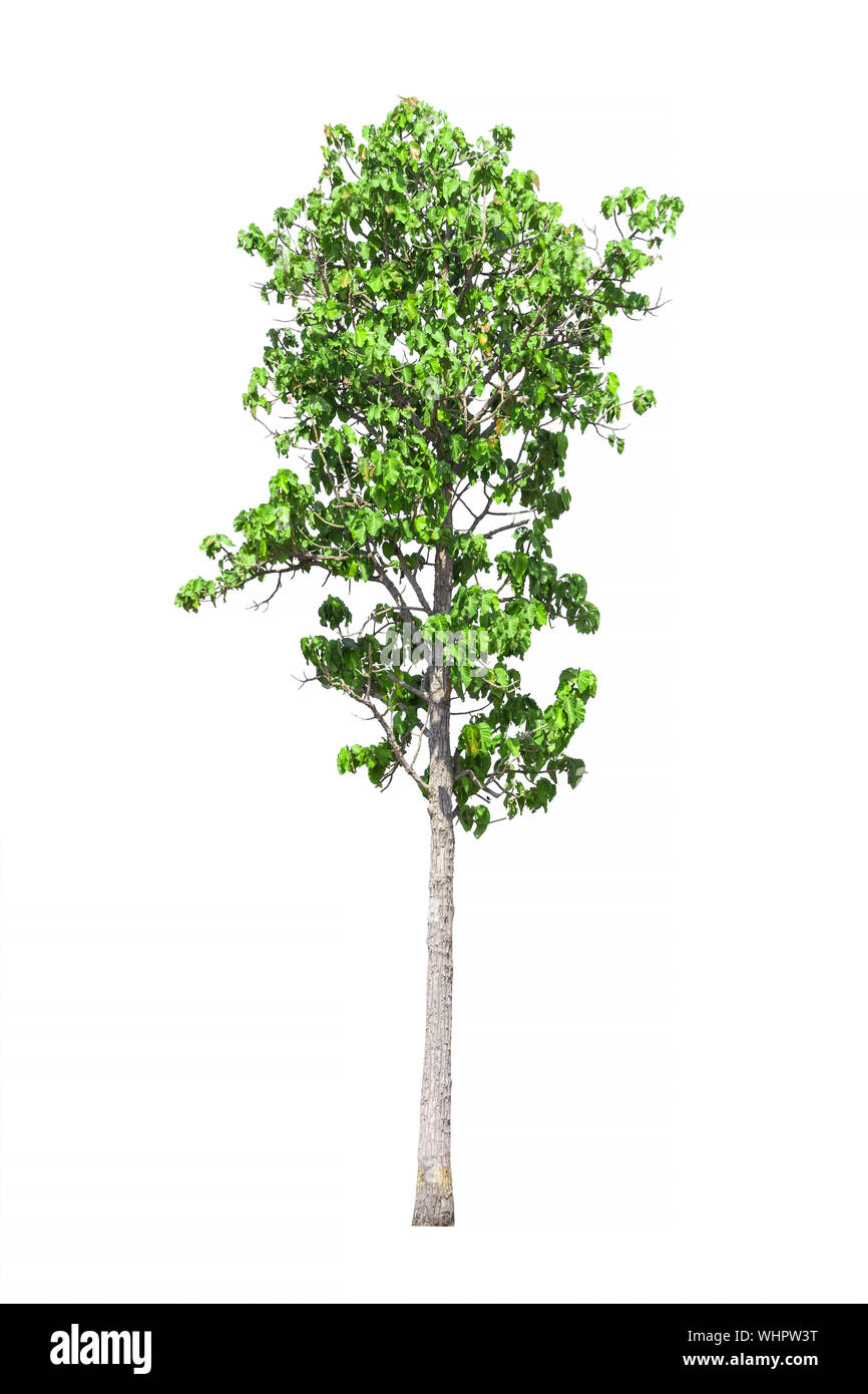 Tree On White Background Stock Photo - Alamy