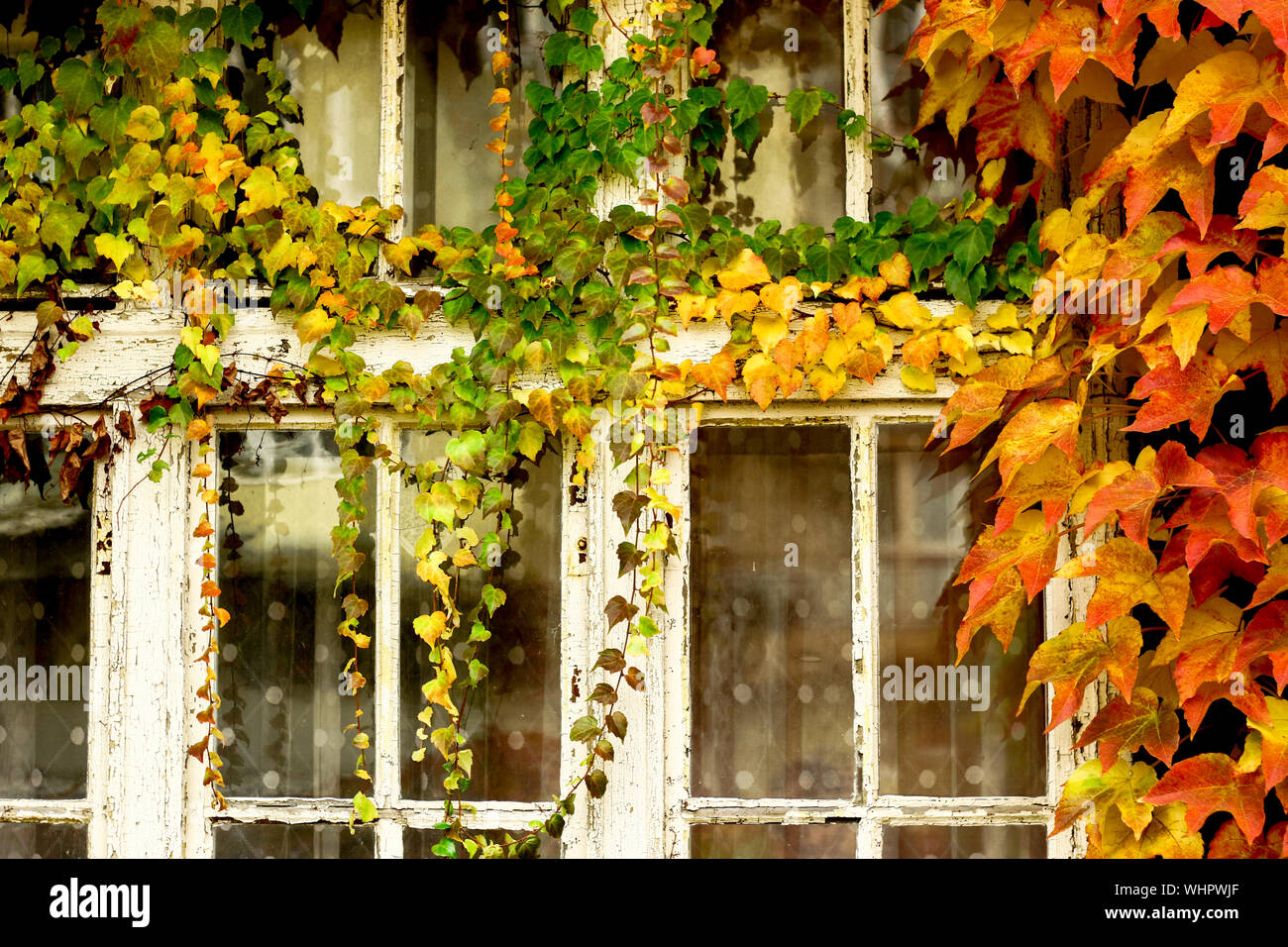 Structure Of Ivy High Resolution Stock Photography and Images - Alamy