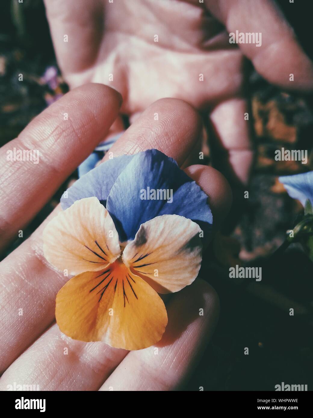 Giving flower hi-res stock photography and images - Alamy