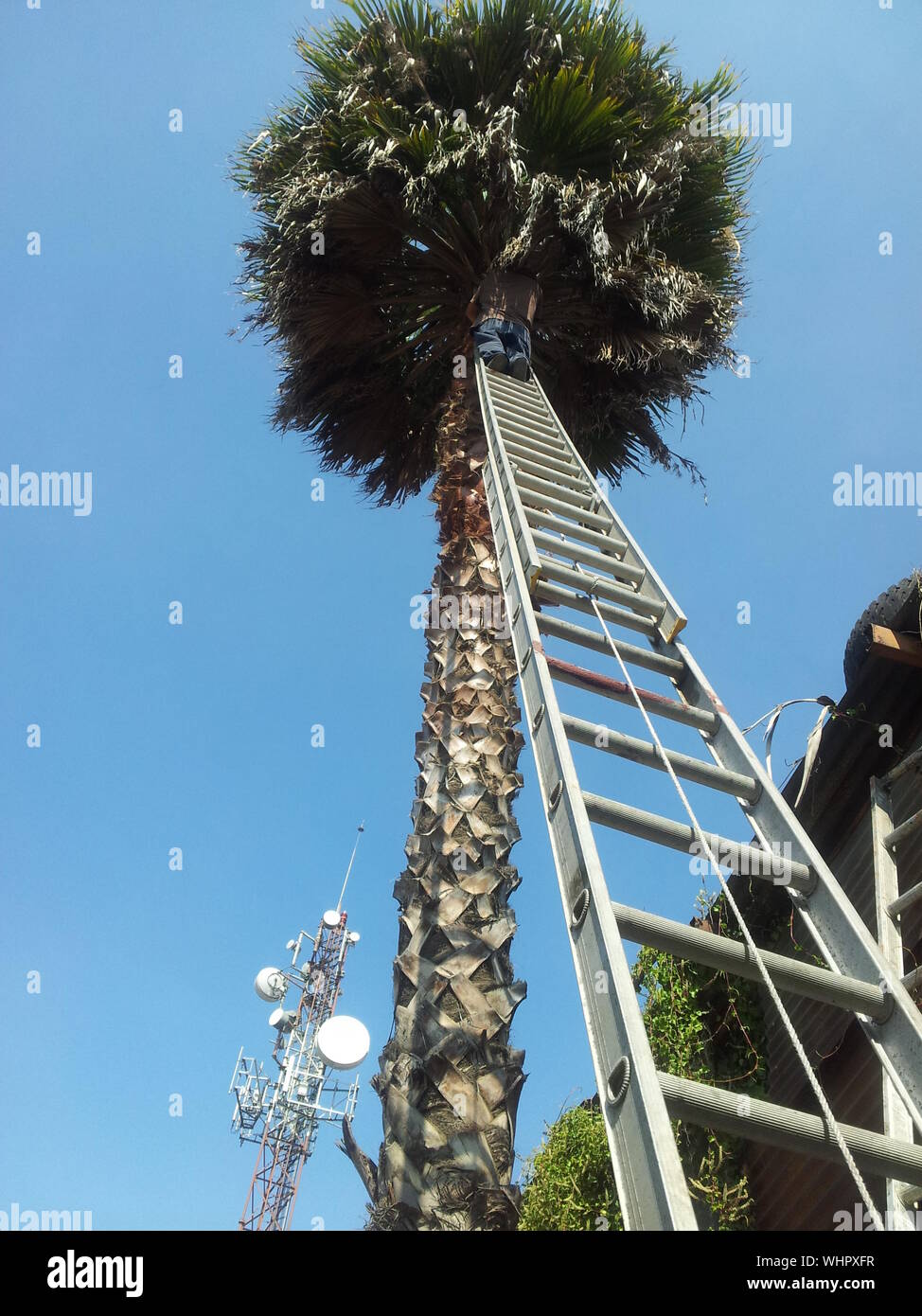 Palm ladder hi-res stock photography and images - Alamy