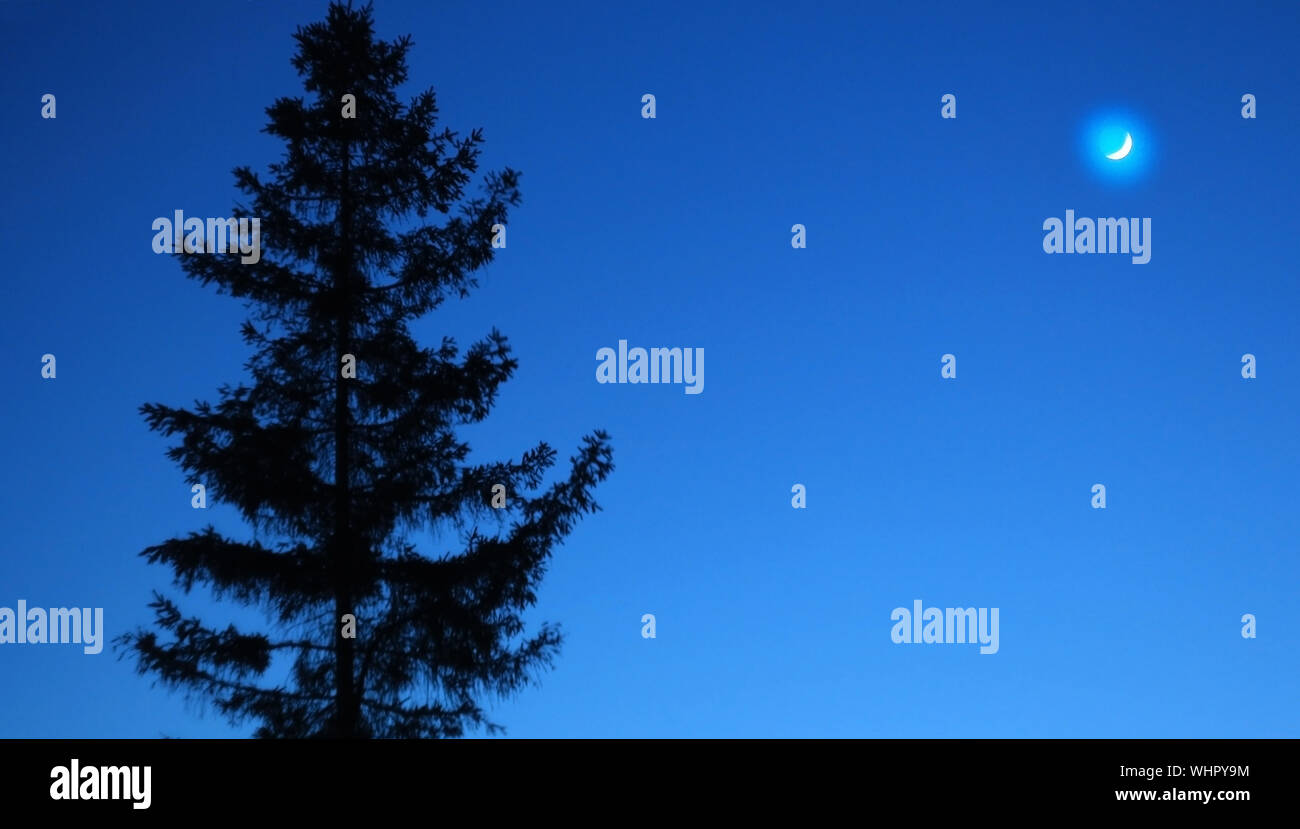 landscape, tree against the night sky. Nature night Park outdoors.Moon ...