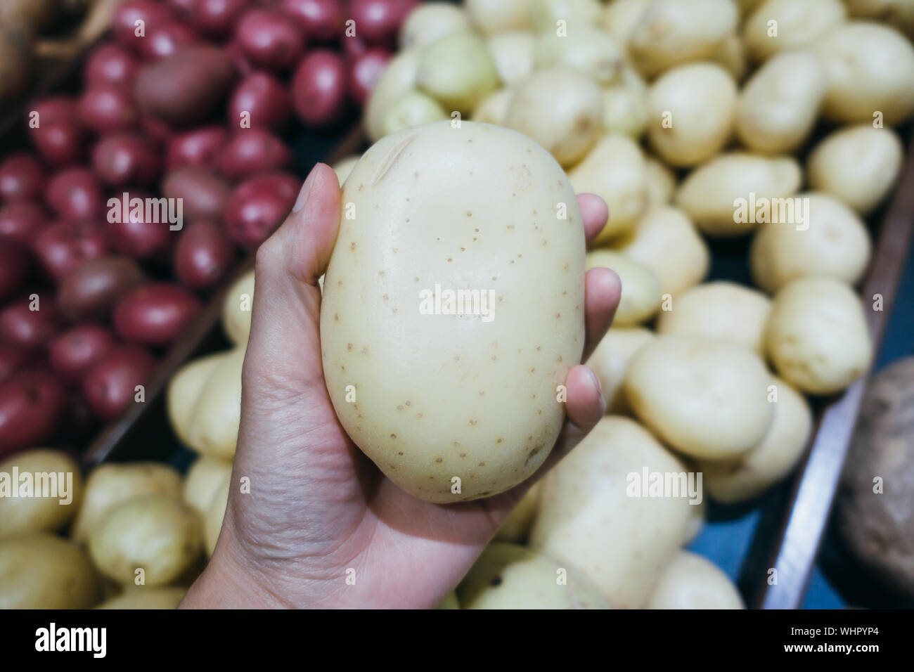 Close up human hand holding potato hi-res stock photography and images ...