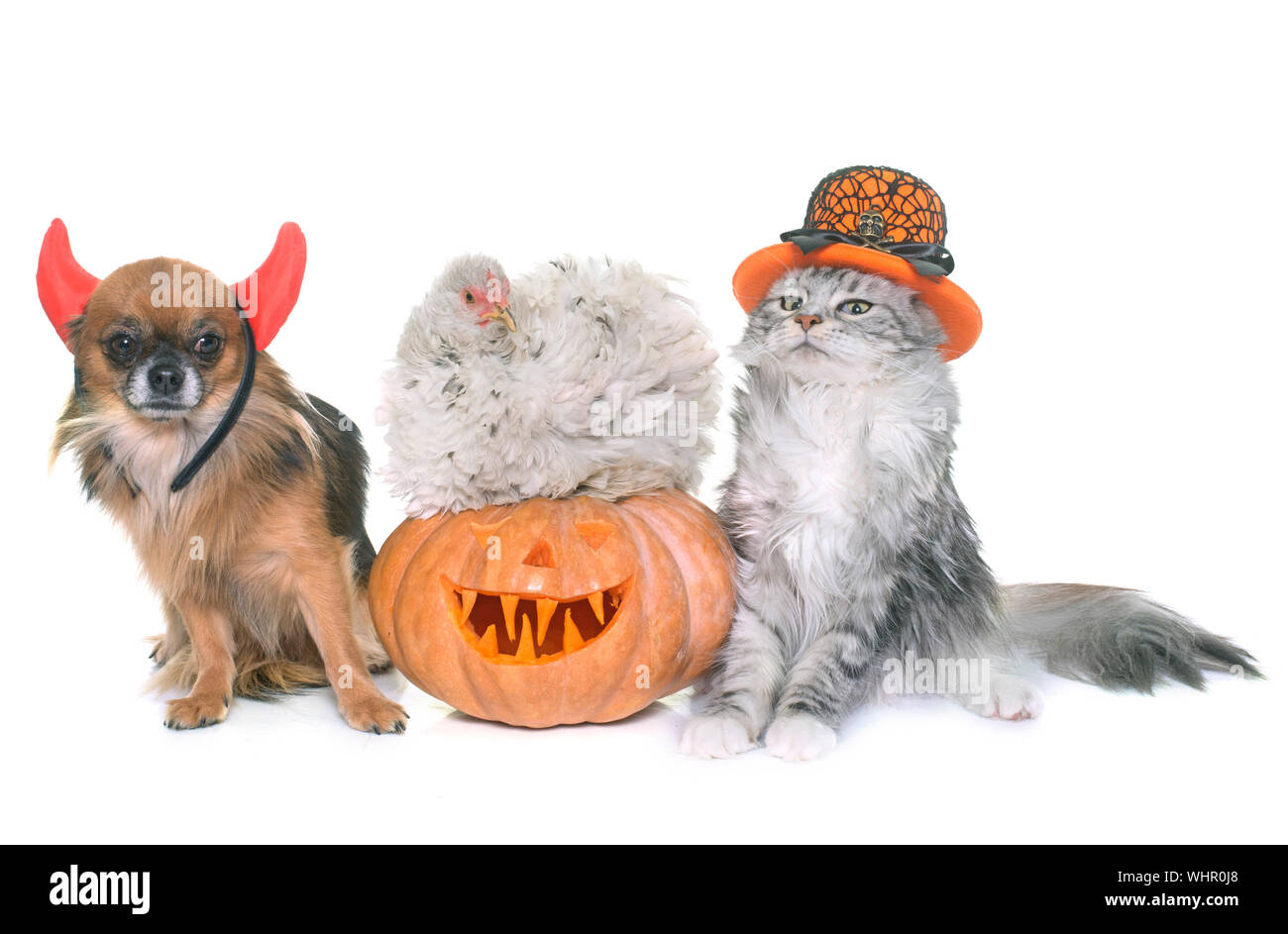 Halloween animals hi-res stock photography and images - Alamy
