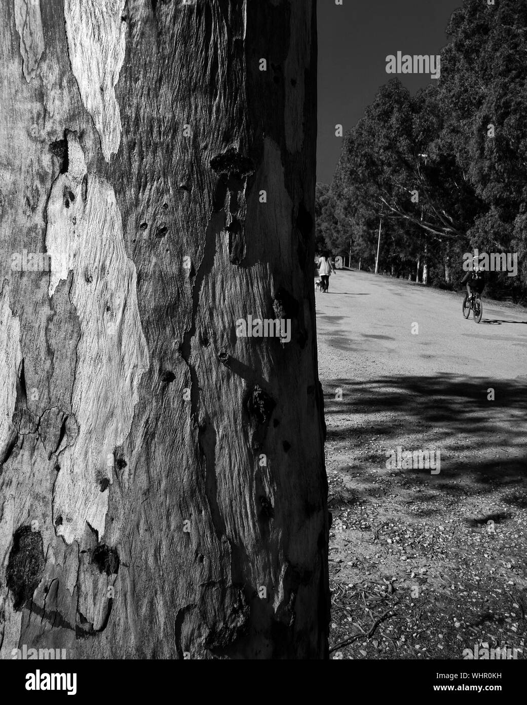 Rough tree hi-res stock photography and images - Alamy