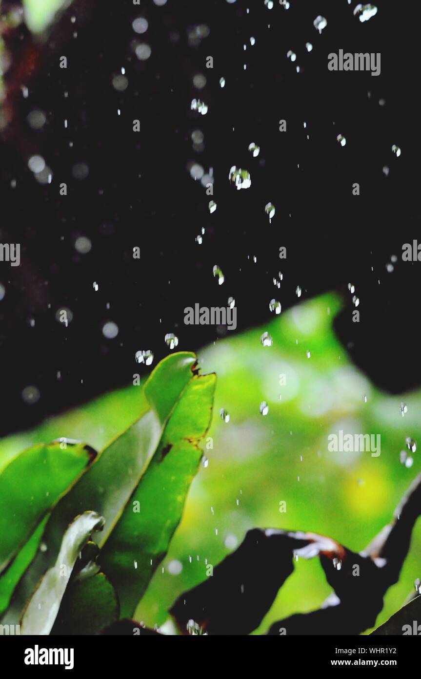 Rain falling leaves hi-res stock photography and images - Alamy
