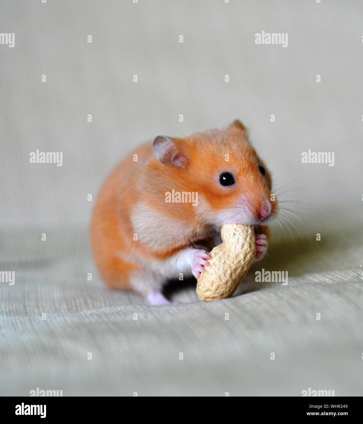 Hamster eating hi-res stock photography and images - Alamy