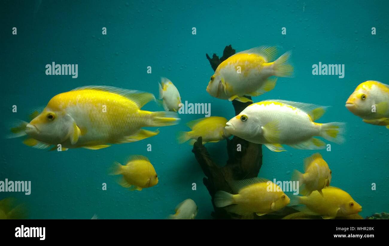 Yellow Fishes High Resolution Stock Photography and Images - Alamy