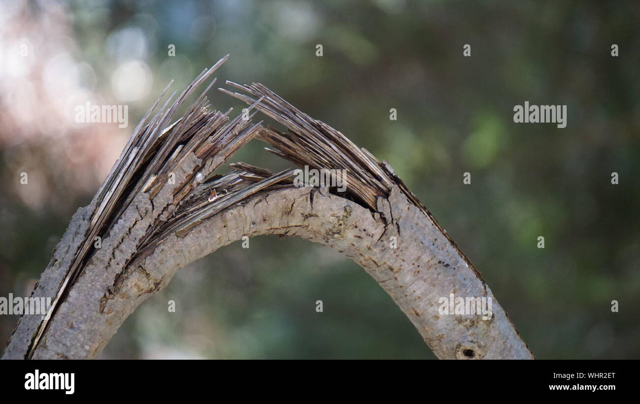 Broken Branch High Resolution Stock Photography and Images - Alamy