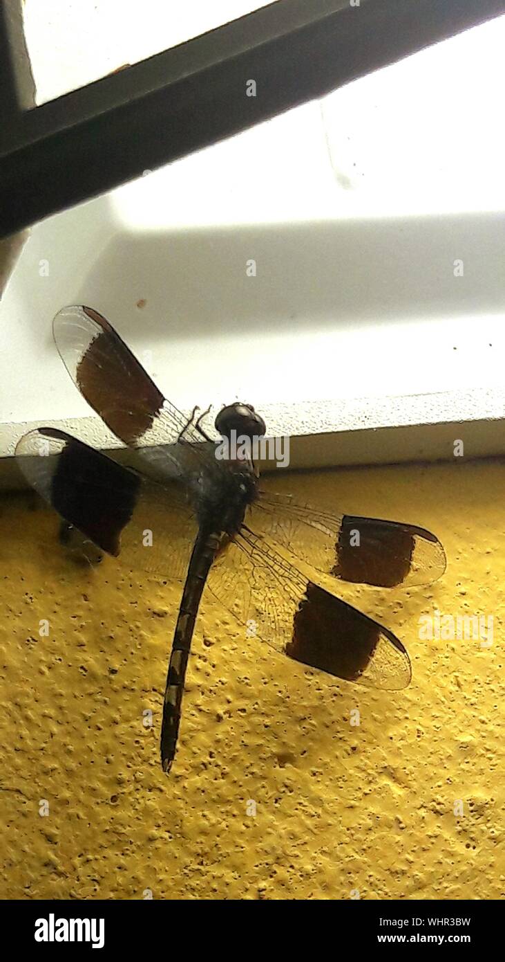 Dragonfly wing structure hi-res stock photography and images - Alamy