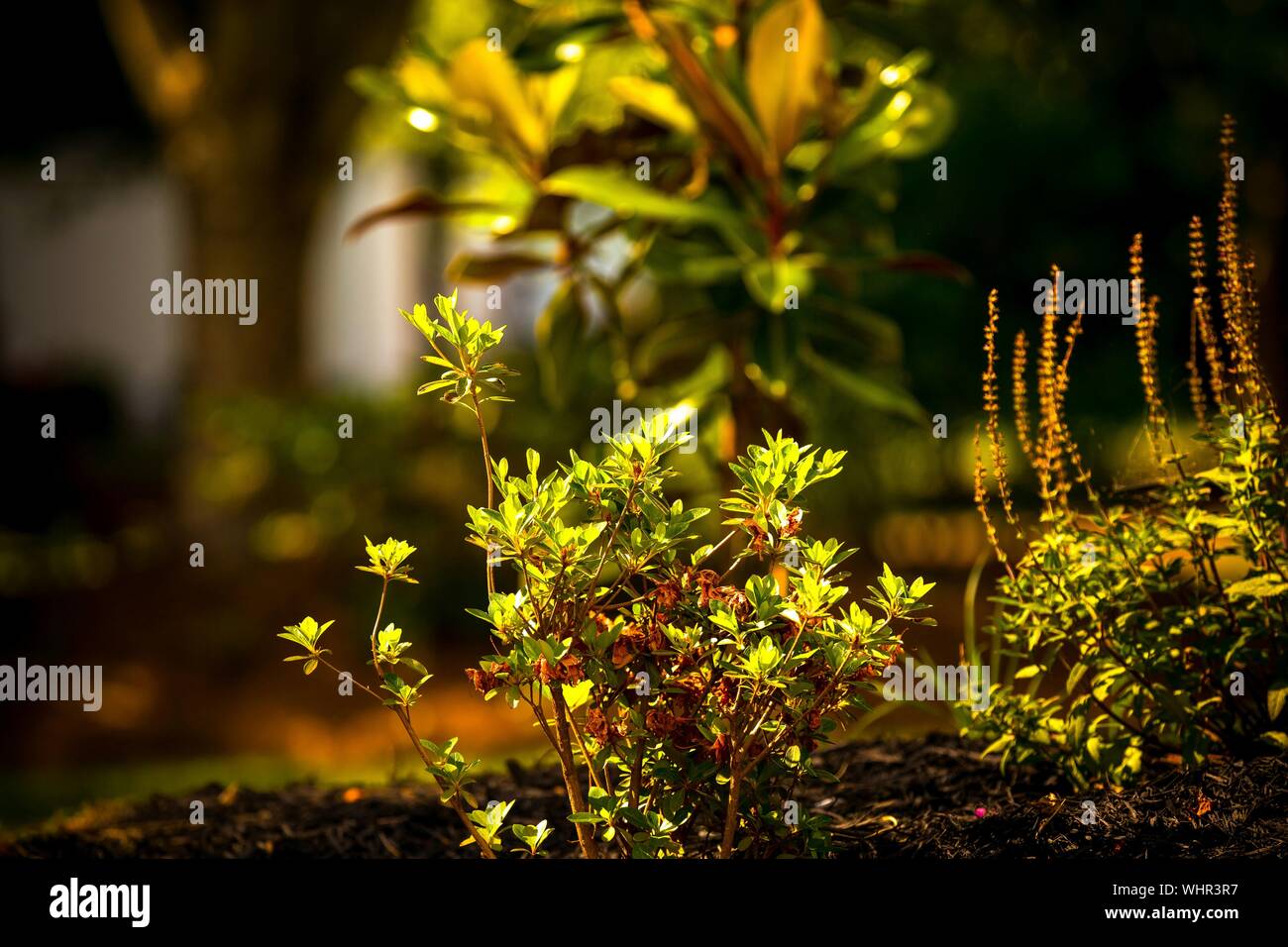 Plant is sunlight hi-res stock photography and images - Alamy