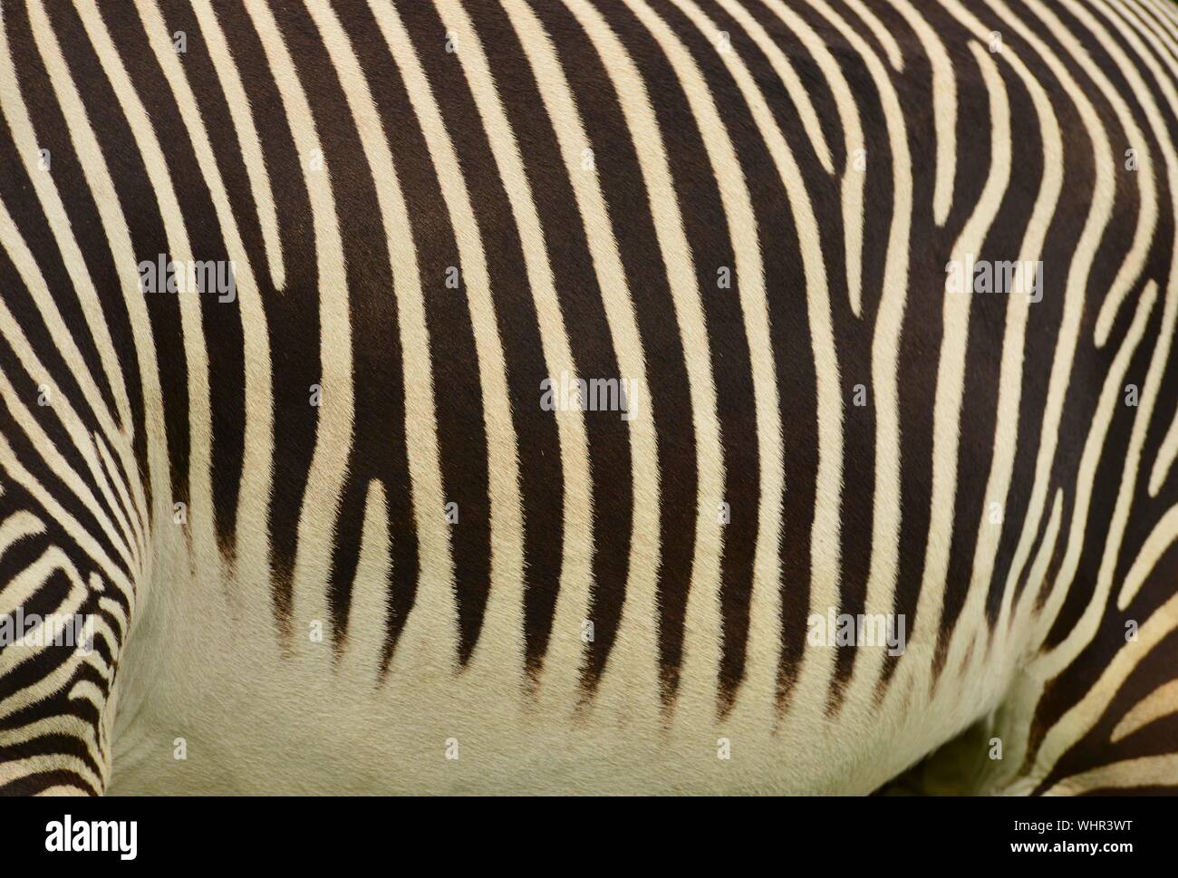 Zebra shape hi-res stock photography and images - Alamy