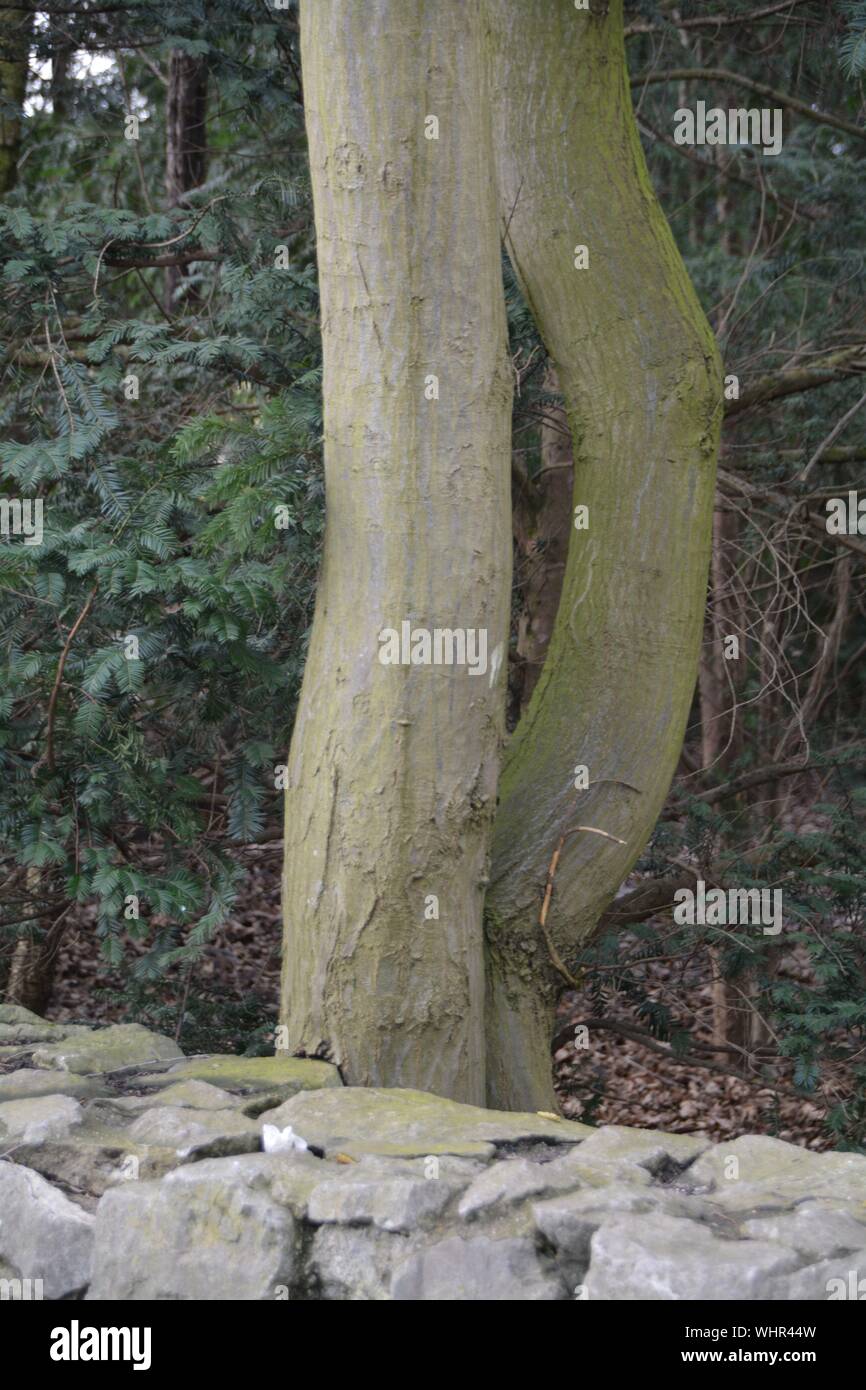Tree Trunk By Stone Retaining Wall Stock Photo - Alamy