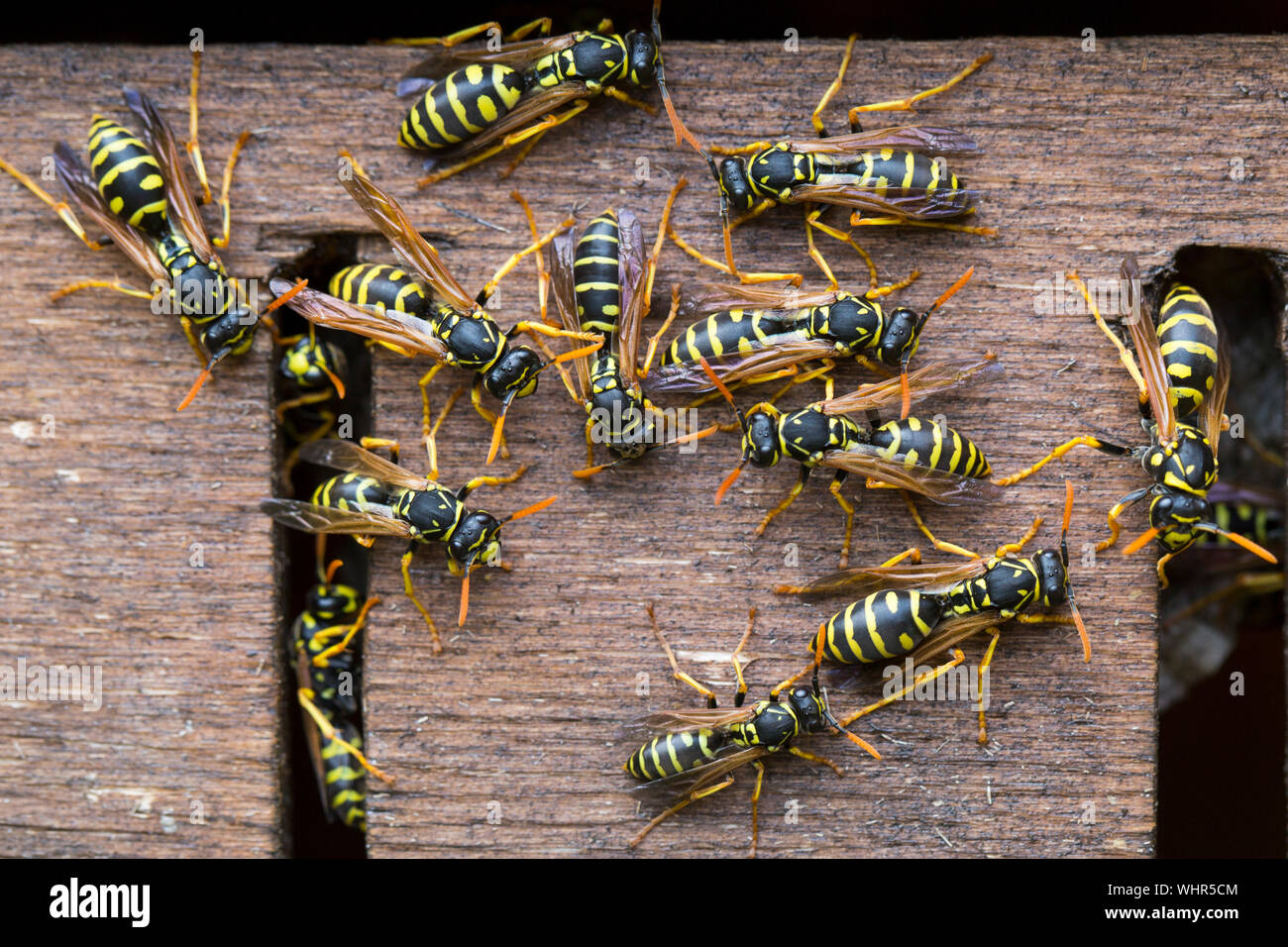 Large wasps nest hi-res stock photography and images - Alamy