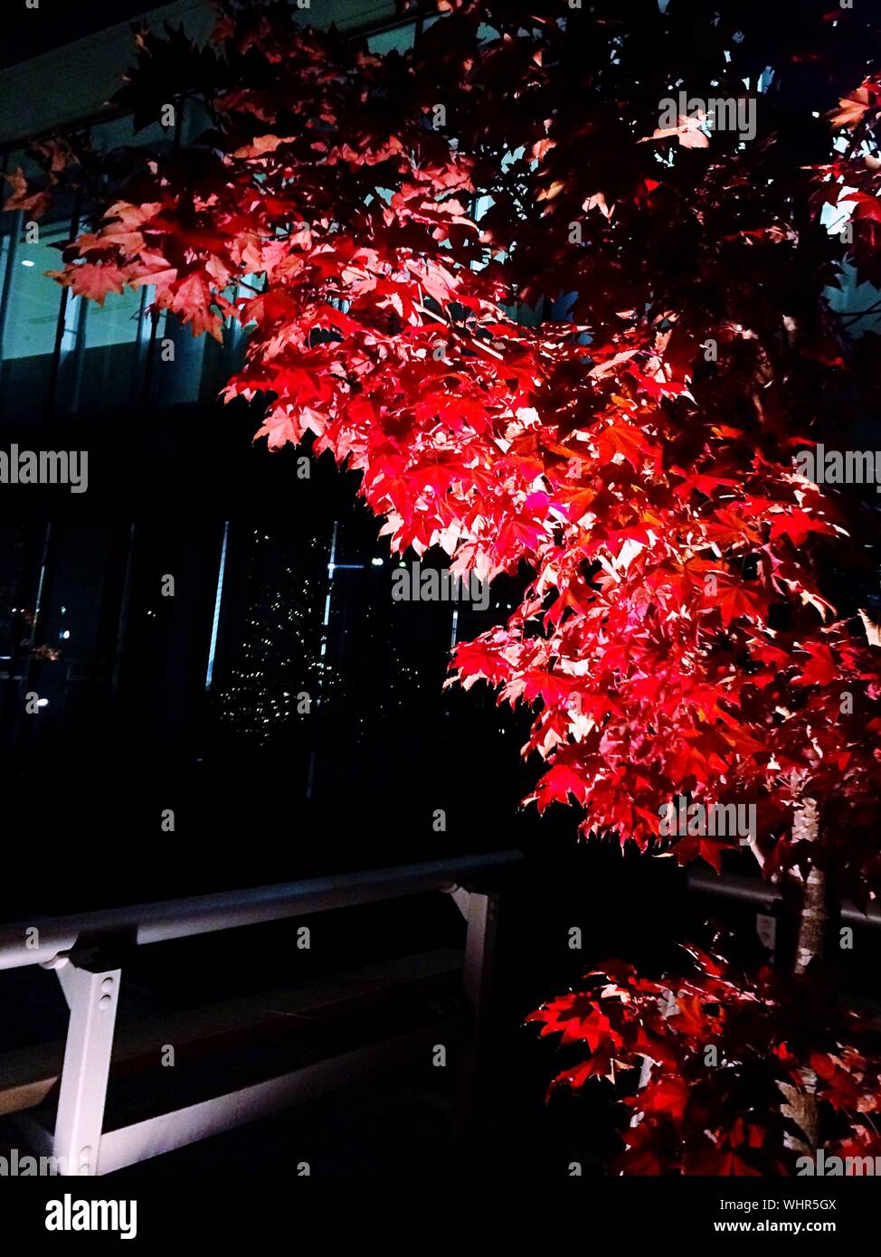Building with leaves hi-res stock photography and images - Alamy