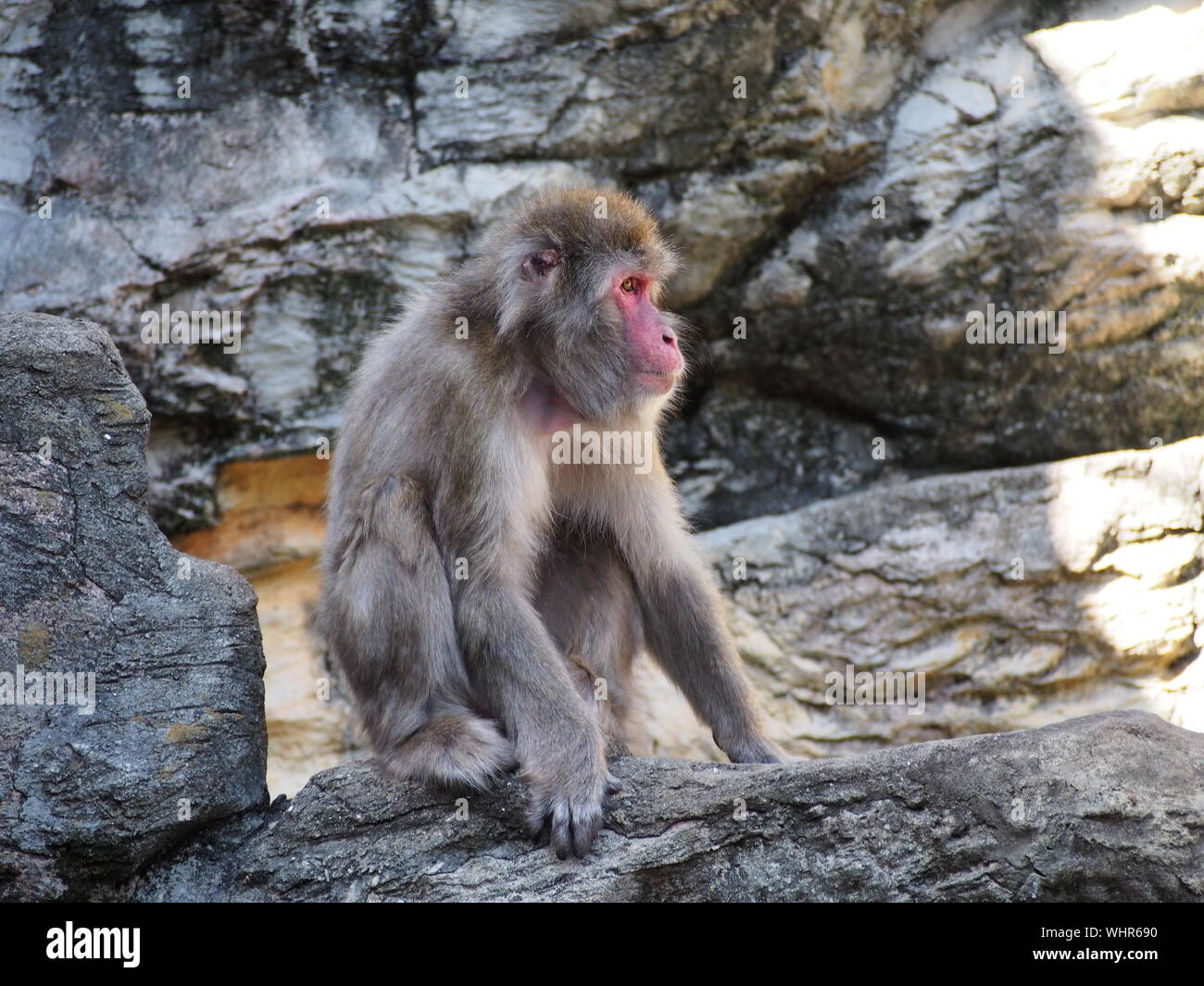 Monkey Sitting On Rock Stock Photo - Alamy