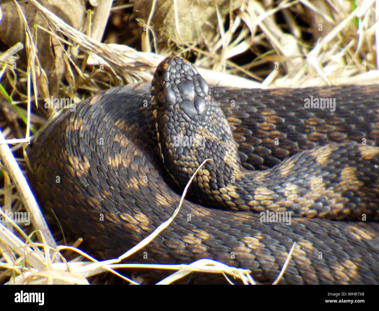 Curled Up Snake High Resolution Stock Photography and Images - Alamy
