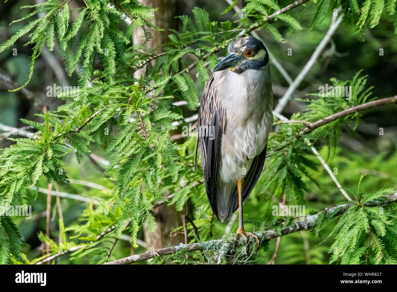 Wading bird in a tree hi-res stock photography and images - Alamy