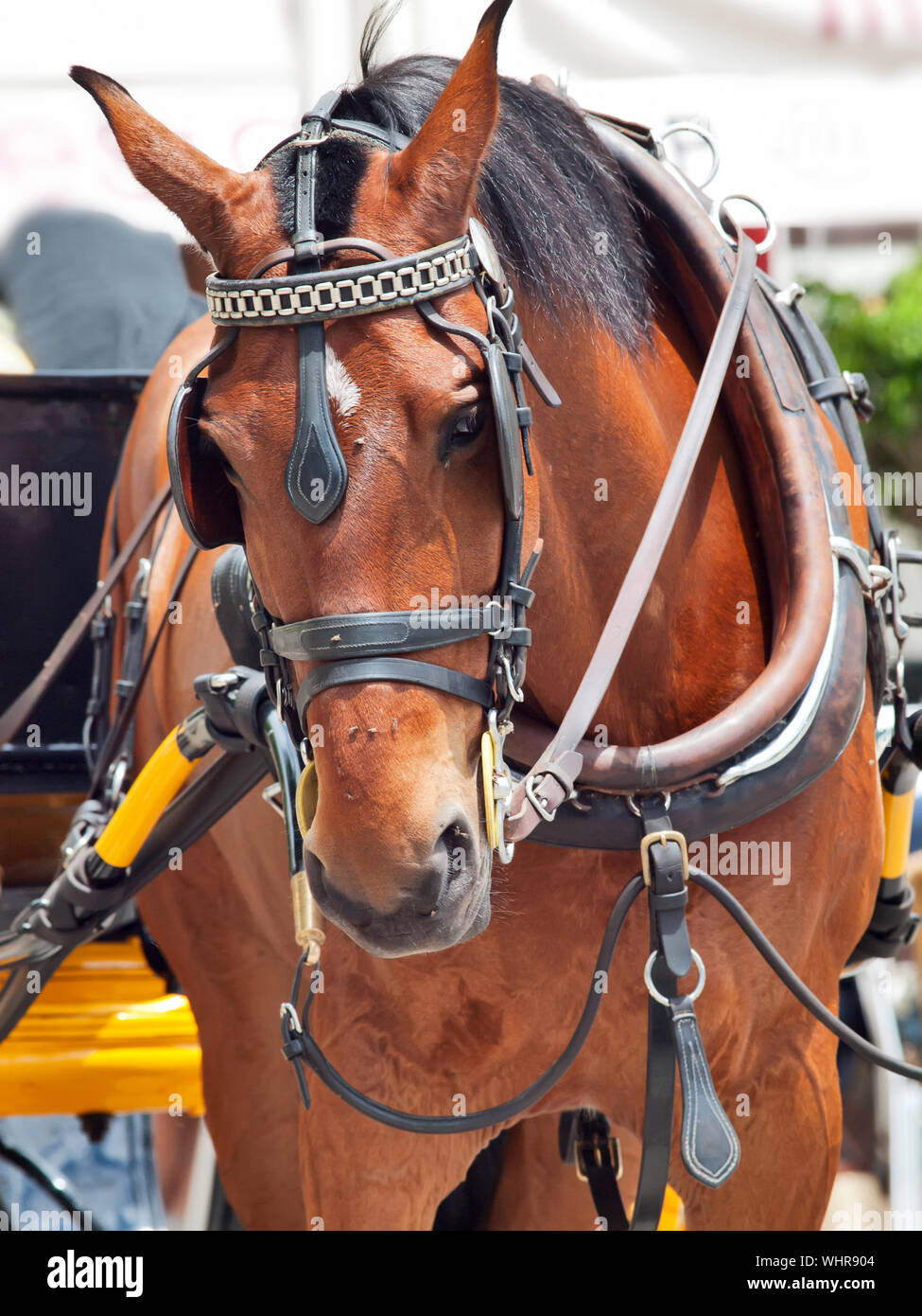 Animal powered vehicle hi-res stock photography and images - Alamy