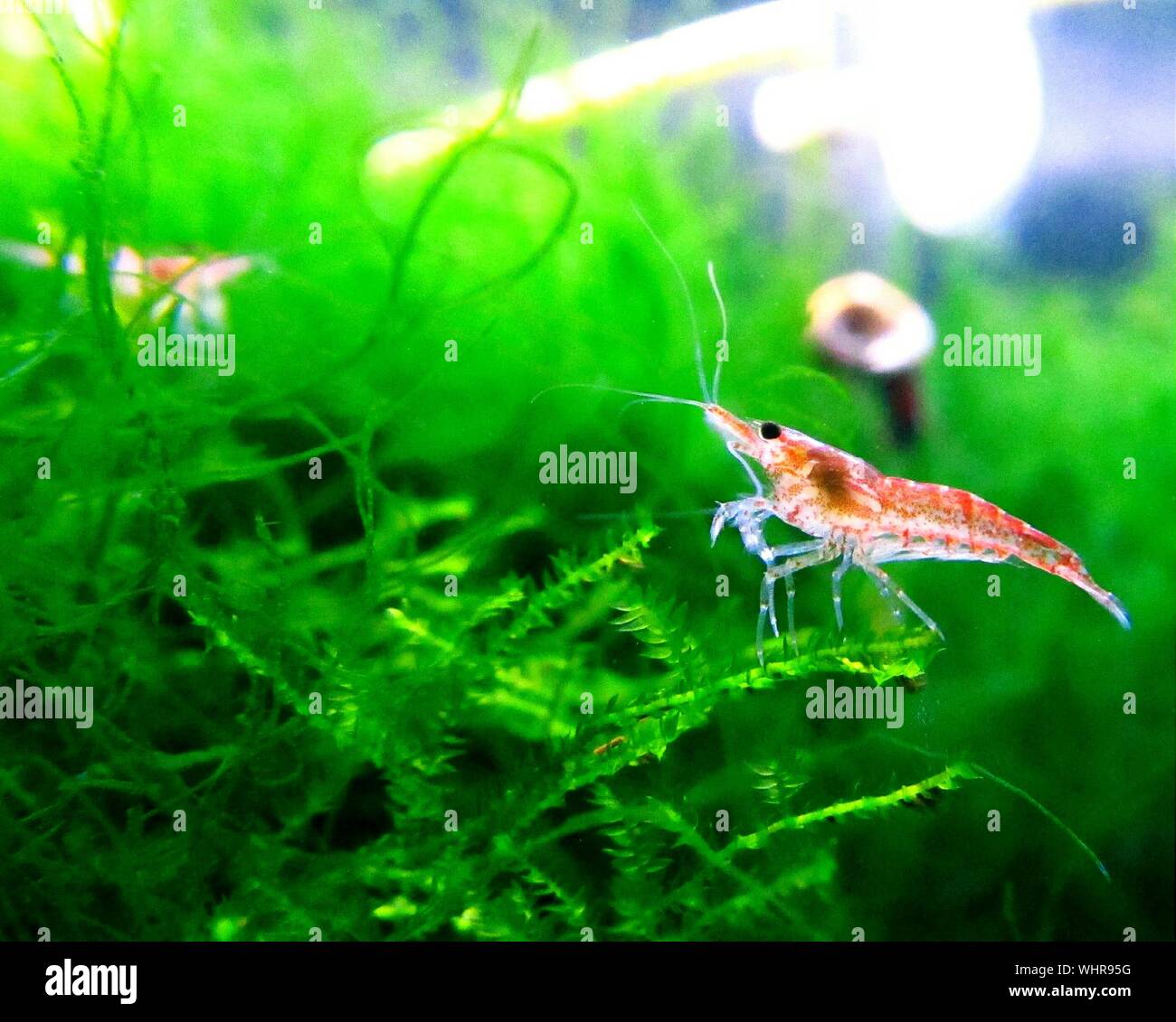 Shrimp sea hi-res stock photography and images - Alamy