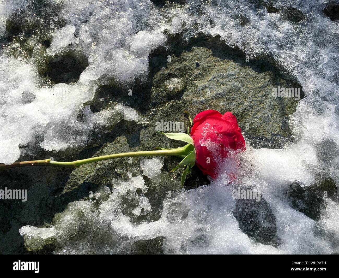 Rose ground hi-res stock photography and images - Alamy