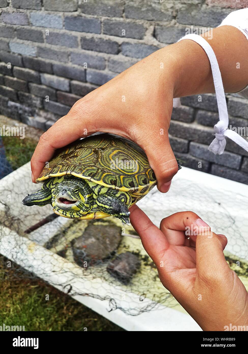 Hands and turtle hi-res stock photography and images - Alamy