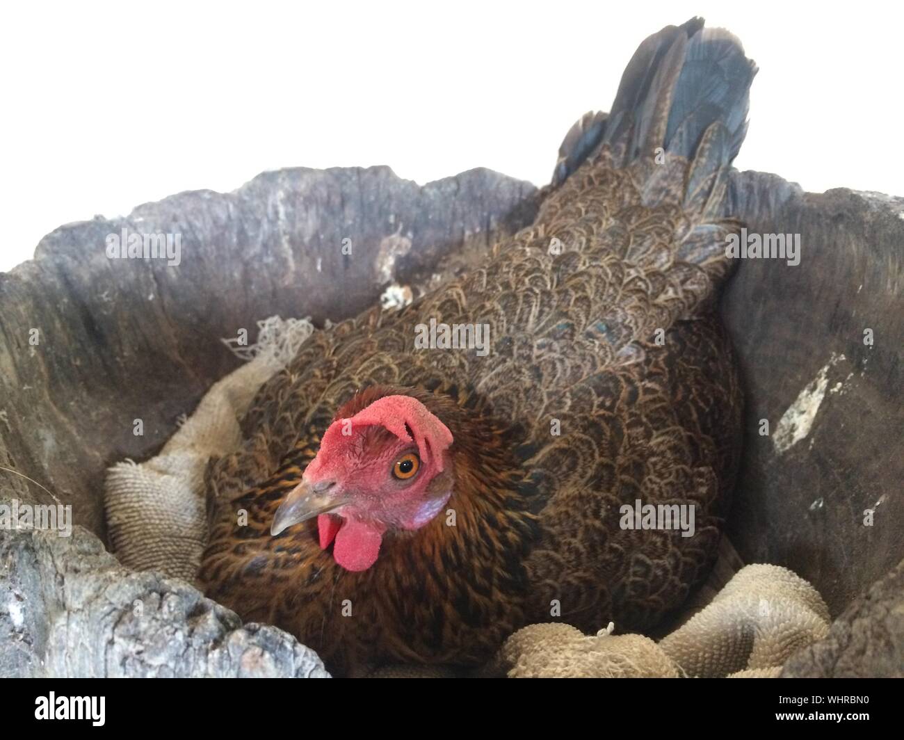 Chicken relaxing hi-res stock photography and images - Alamy