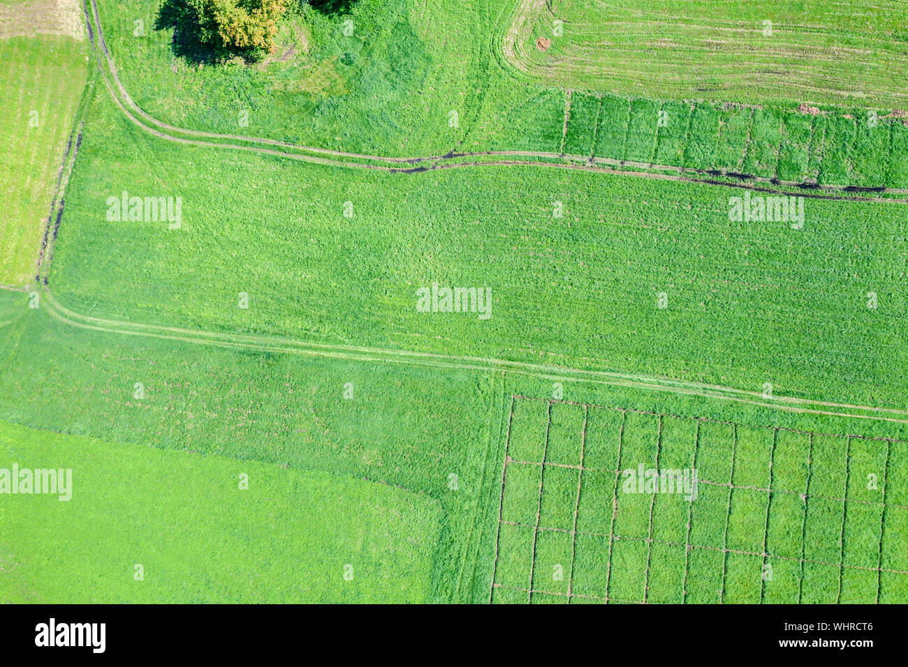 aerial top view of a green farmland in the sunlight. rural summer ...