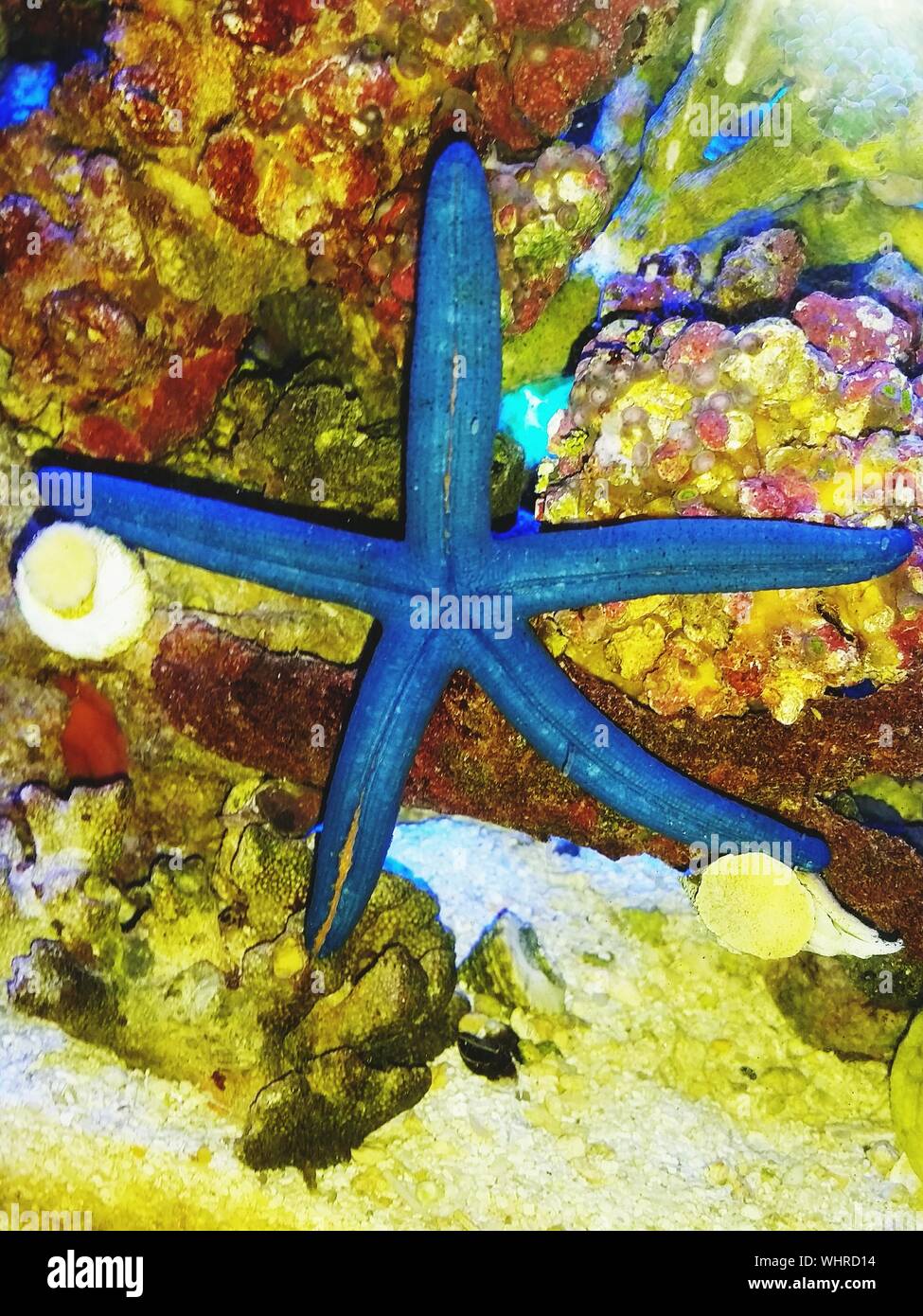 Starfish coral hi-res stock photography and images - Alamy