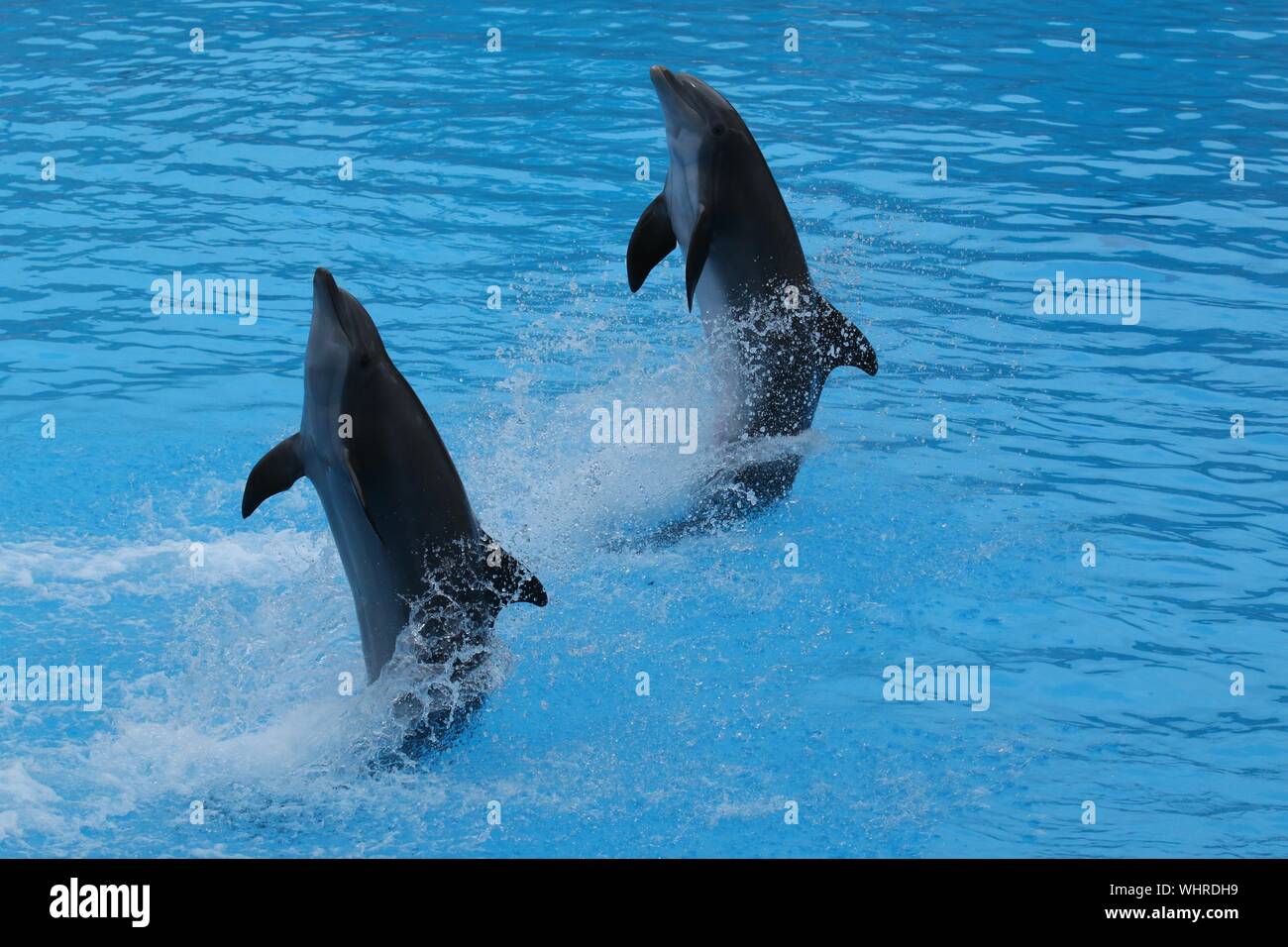 Performing dolphins hi-res stock photography and images - Alamy