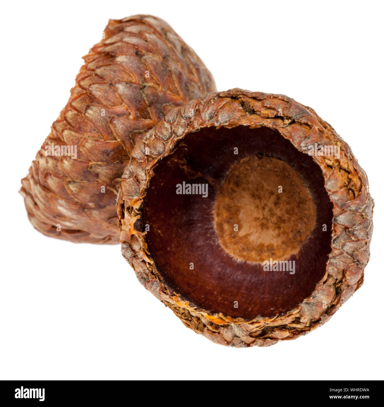 Acorn background hi-res stock photography and images - Alamy