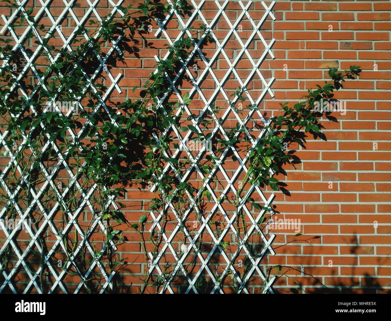 Creepers on house hi-res stock photography and images - Alamy
